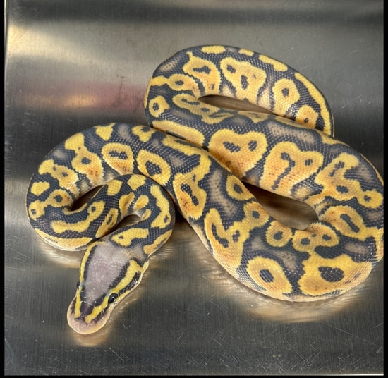 Pastel Vanilla Hypo Het Clown Ball Python by Cuddle Time Critters