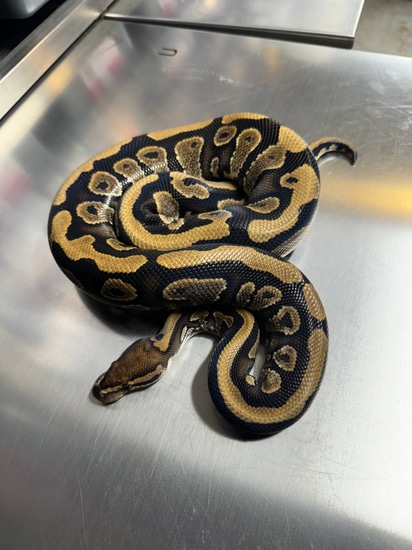 21 Mahogany, Yellow Belly Het Clown Ball Python by Cuddle Time Critters