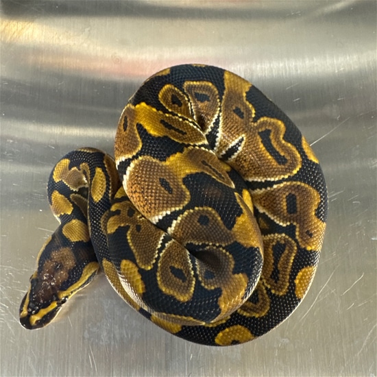 Ctc-23-08-02 Ball Python by Cuddle Time Critters