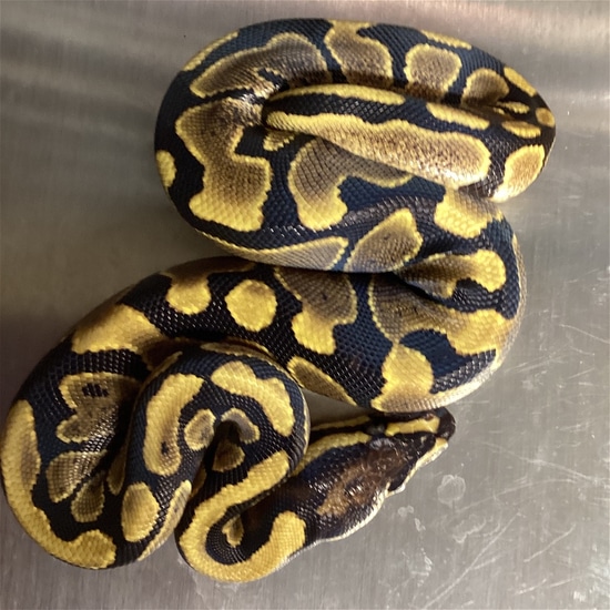 Yellow Belly Het Desert Ghost Ball Python by Cuddle Time Critters