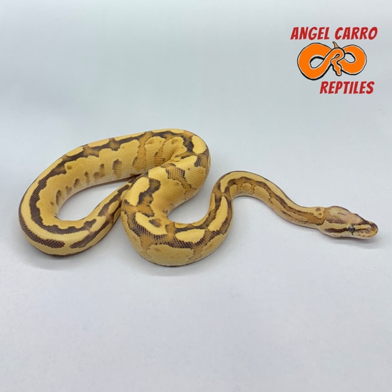 Orange Dream Vanilla Cream (Poss YB)Female Ball Python by Angel Carro ...