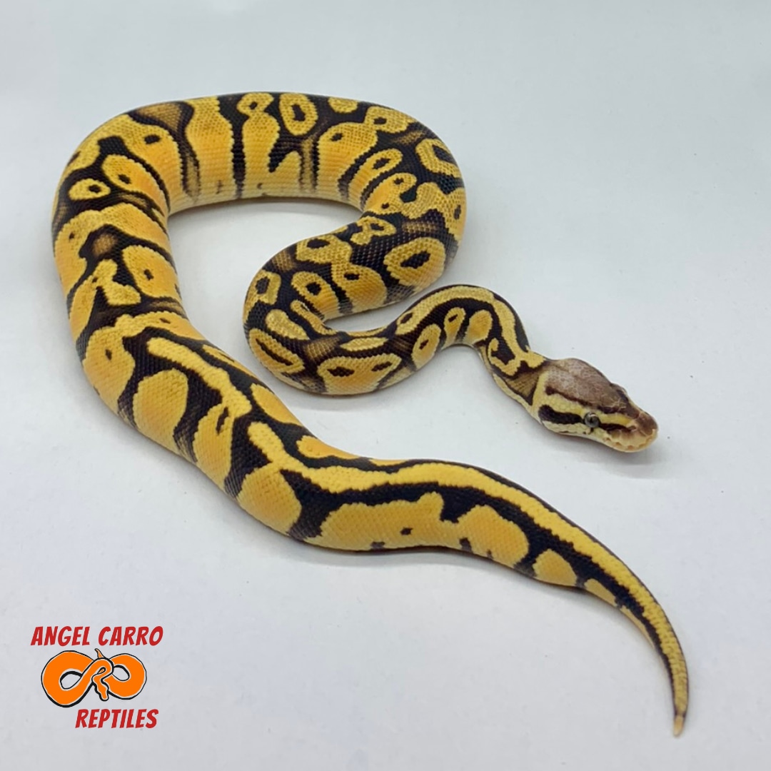 Super Orange Dream Vanilla Pastel Ball Python by Angel Carro Reptiles ...