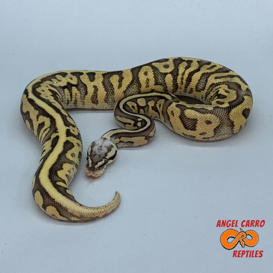 Leopard Vanilla Super Pastel Yellow Belly / Specter(Free Shipping) Ball ...