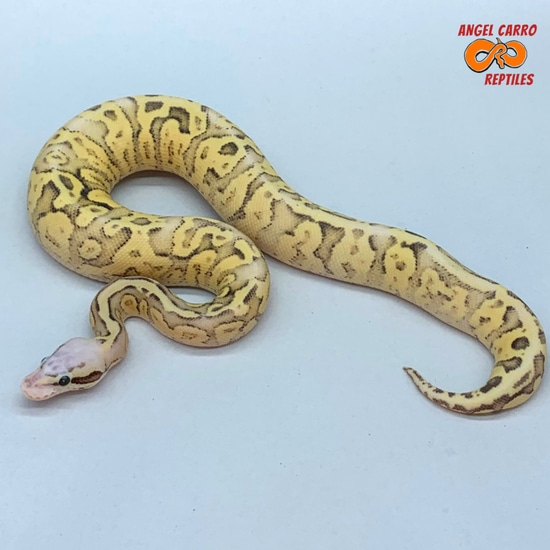 Vanilla Cream Orange Dream Super Pastel(Poss YB) Ball Python by Angel ...