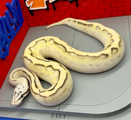 Pastel Vanilla Leopard Super Stripe Ball Python by Angel Carro Reptiles