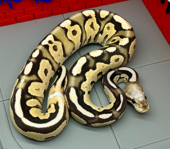 Super Vanilla Super Orange Dream Pewter Ball Python by Angel Carro Reptiles