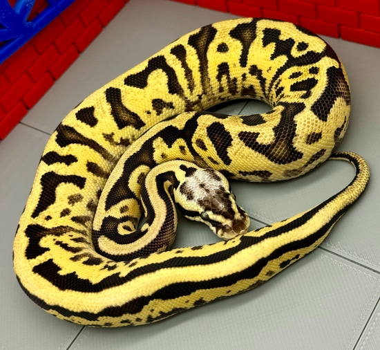 Pastel Vanilla Leopard Yellow Belly Ball Python by Angel Carro Reptiles