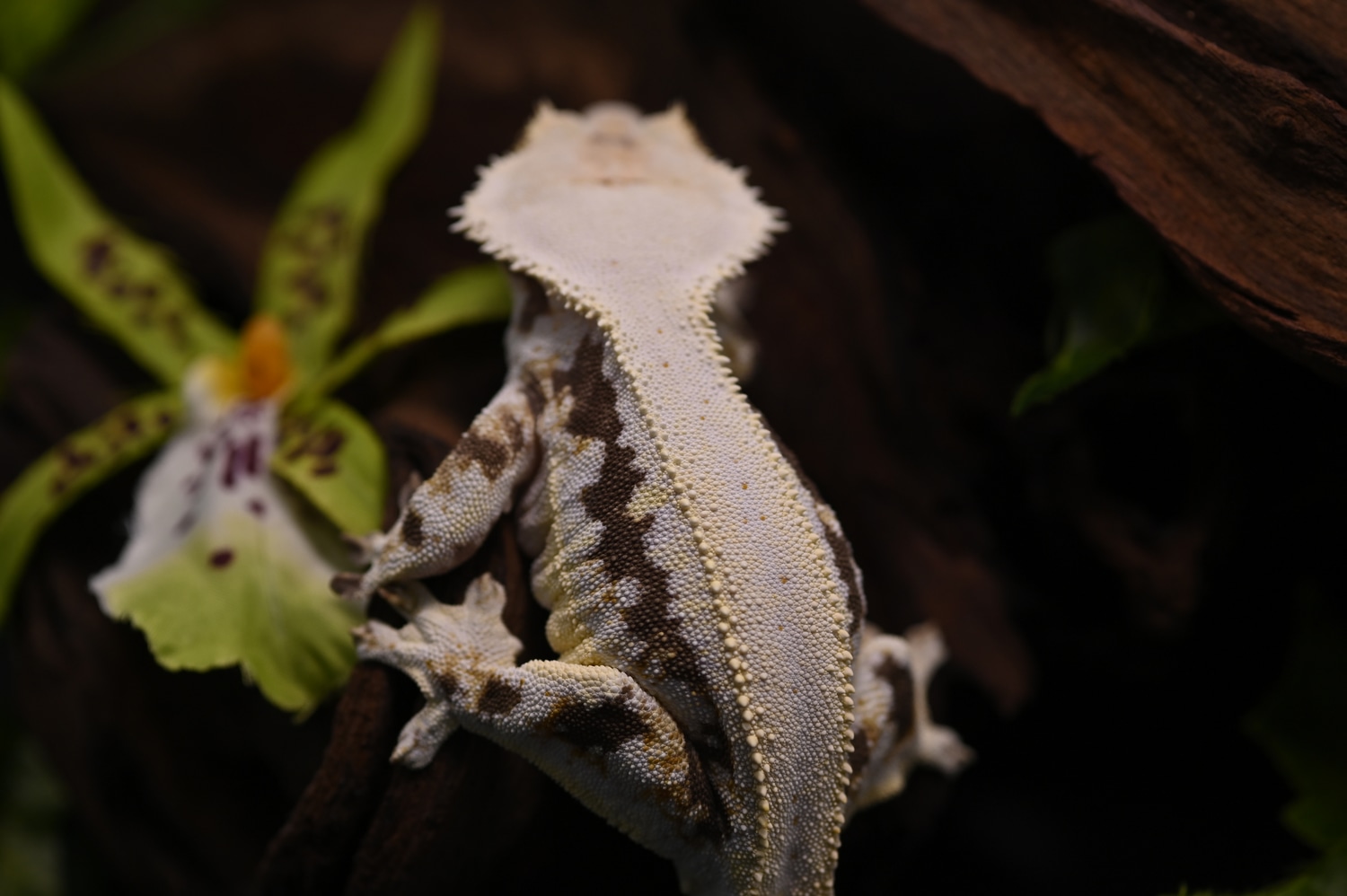 Lily White Crested Gecko by Angel City Geckos - MorphMarket