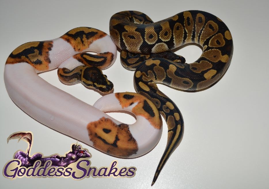 Group - Female Pied & Male 100% Het VPI Ax 50% Het Pied Ball Python by ...