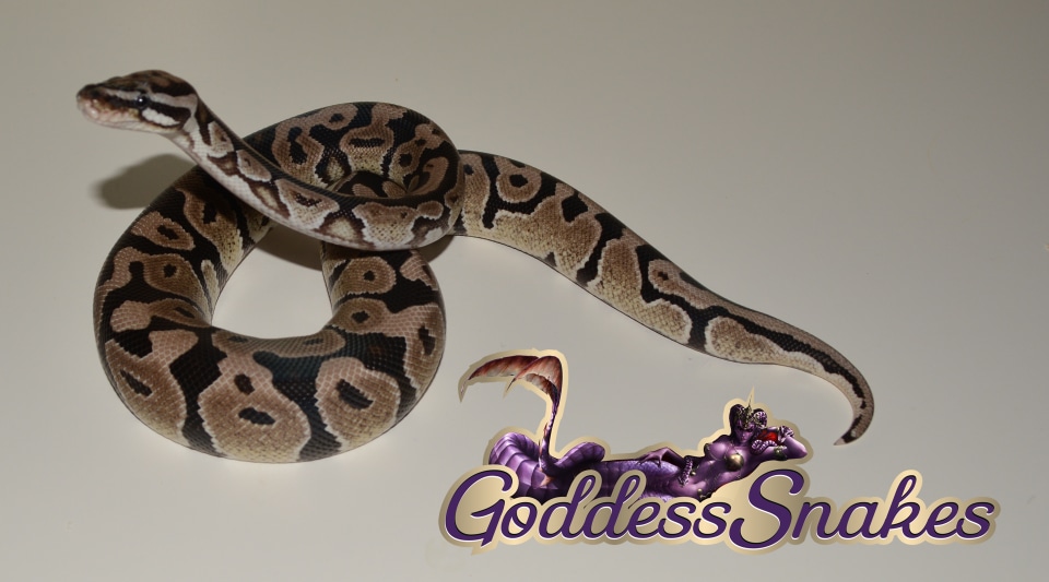 VPI Axanthic Spotnose Ball Python by Goddess Snakes - MorphMarket