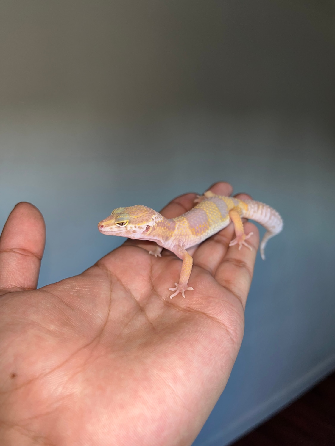 Tremper Albino Leopard Gecko by Gecko Galore - MorphMarket