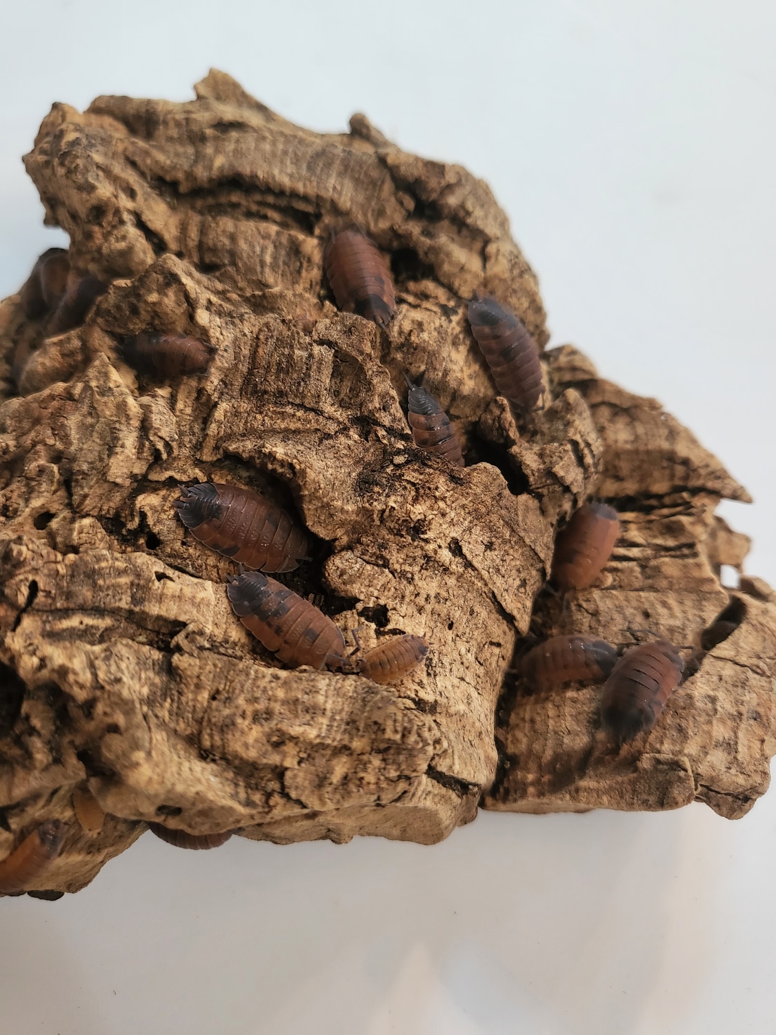 10 CT "Lava" Porcellio Scaber Isopod by Angie's Dino Club - MorphMarket