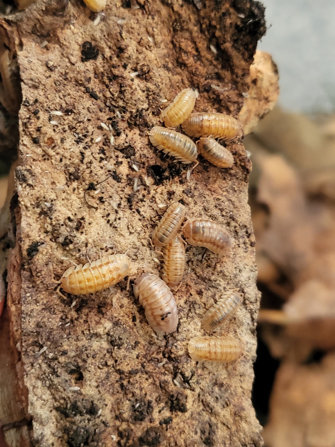 10 CT "Peach" Armadillidium Nasatum Isopod by Angie's Dino Club ...
