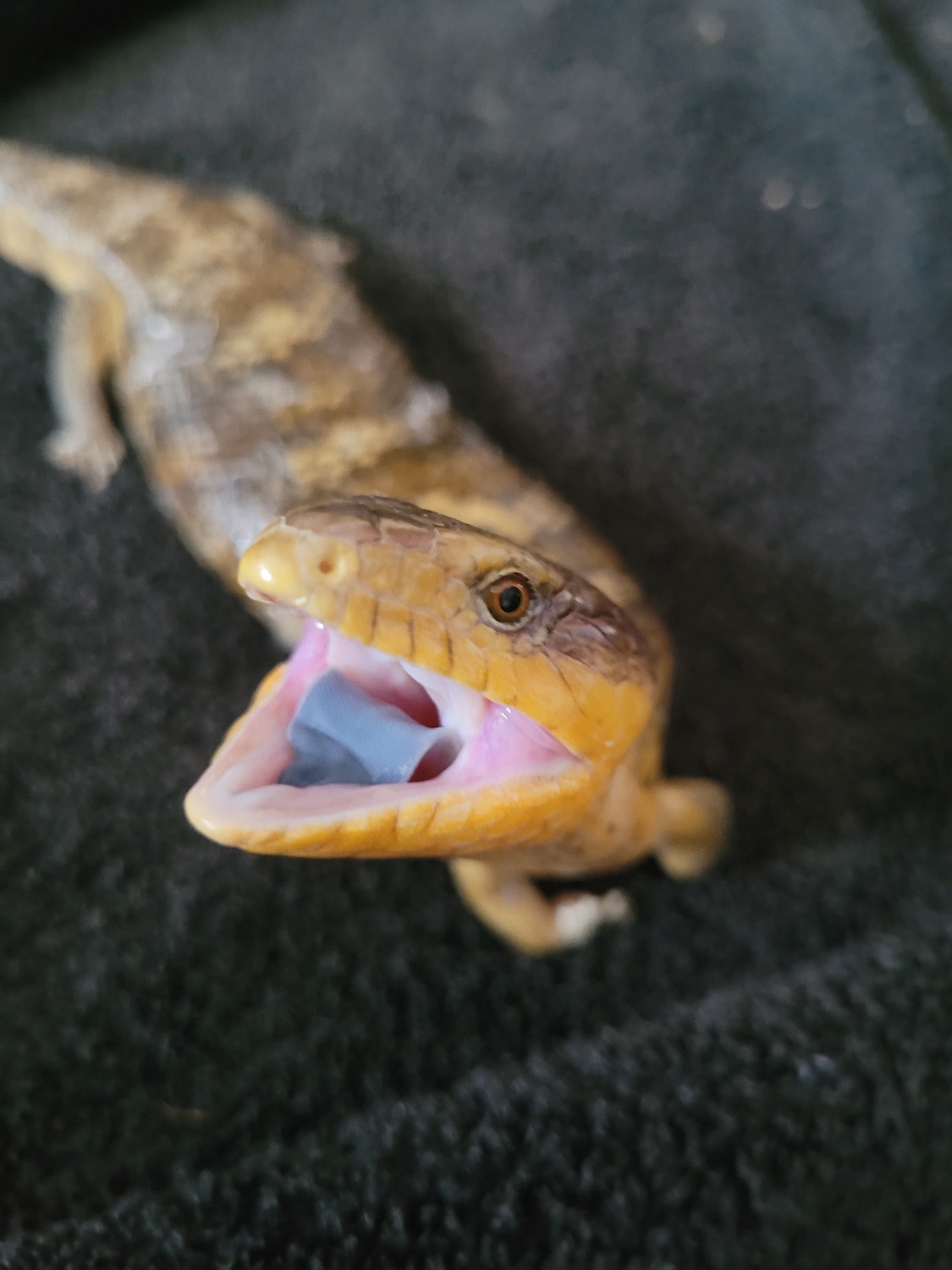 Black And Gold Tanimbar Blue Tongue Skink Tanimbar Blue-Tongued Skink ...