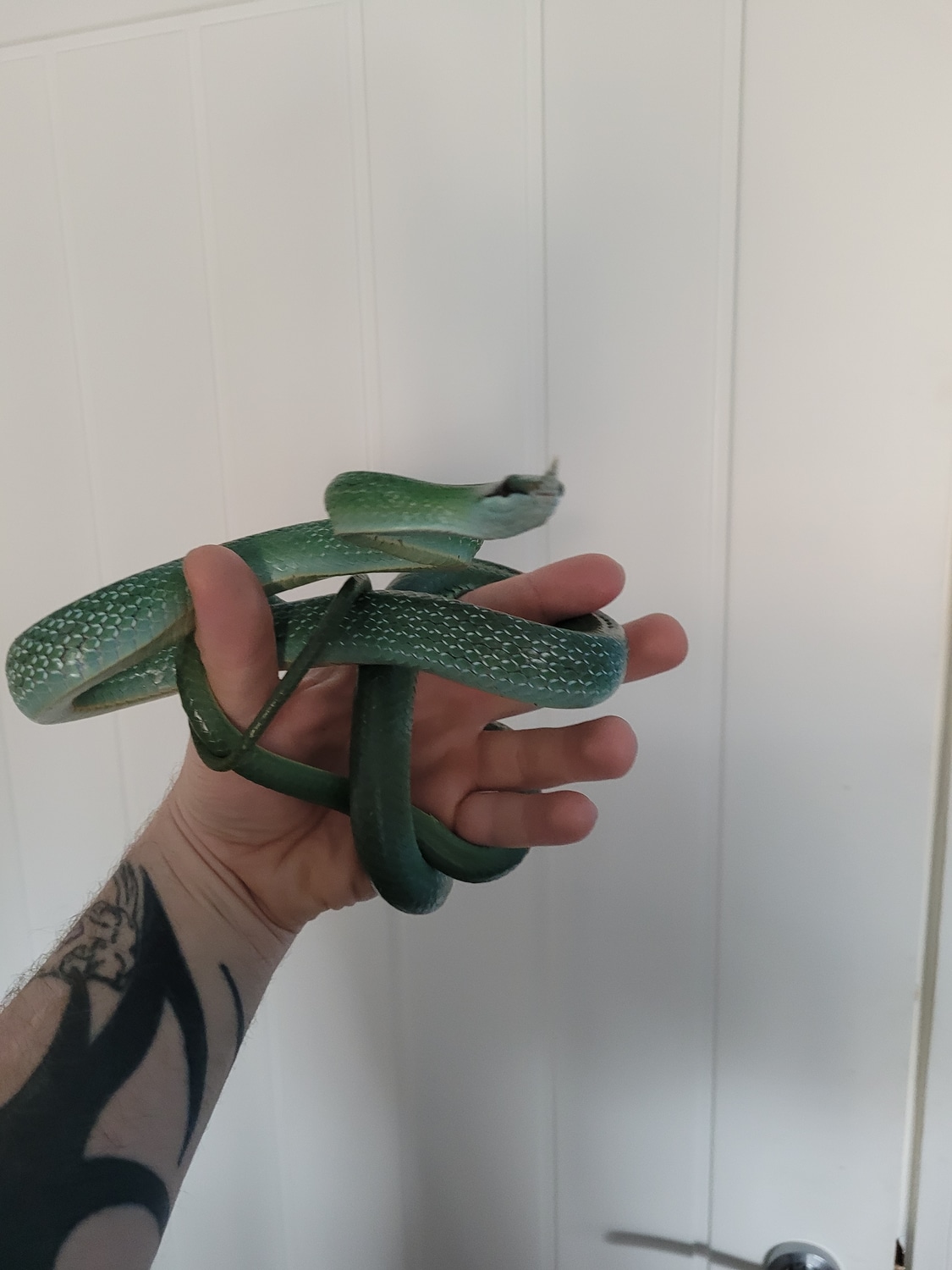 Rhino Ratsnake Male Other Rat Snake by Hobbit reptile shack - MorphMarket