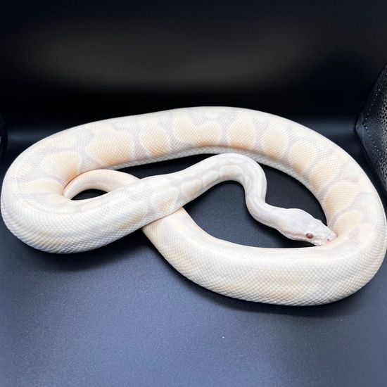Pastel Lavender Albino Breeder Male Ball Python by Python Junkie UK