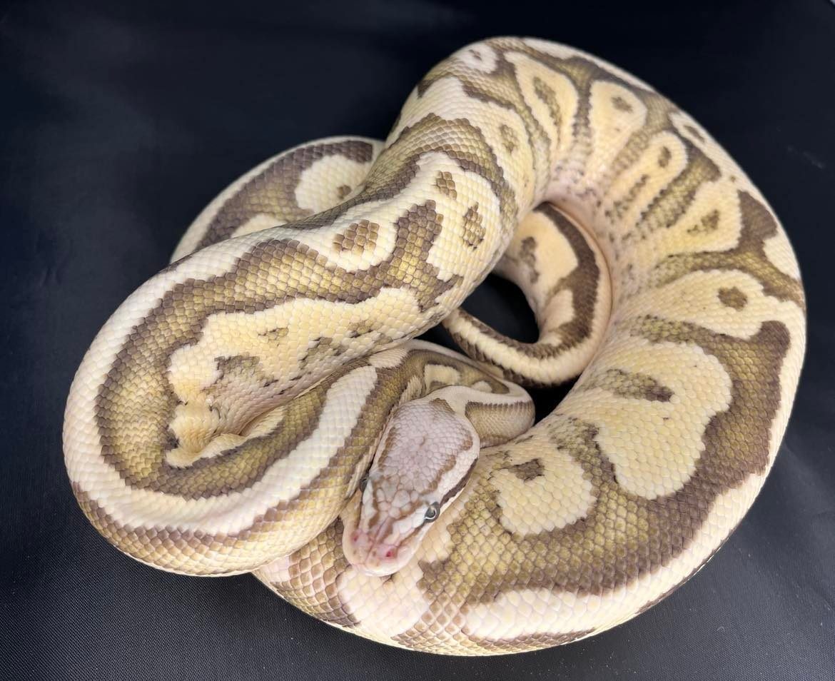 Pastel Disco Shrapnel 960G Ball Python by Animabilia Inc - MorphMarket