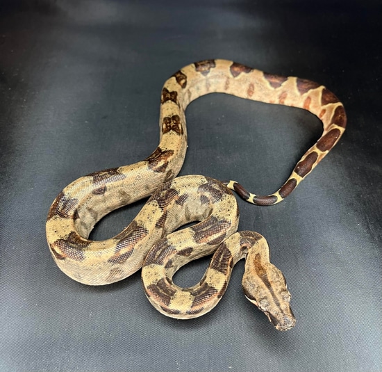 Jungle Motley True Red-Tailed Boa Constrictor by Animabilia-Inc