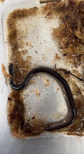 Gaboon Caecilian More Amphibian by Animabilia-Inc - MorphMarket