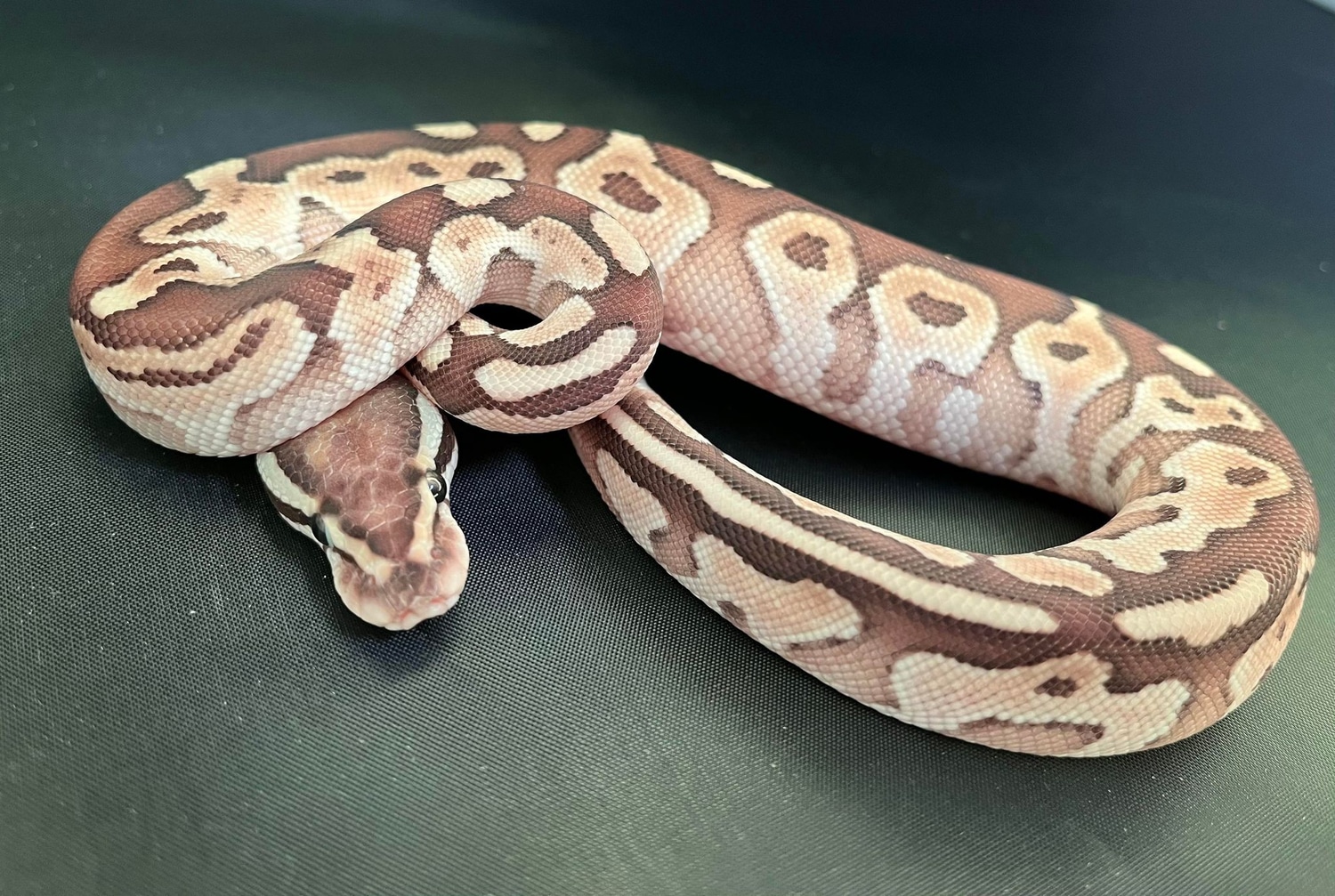 Lesser Jungle Ball Python by Animabilia Inc - MorphMarket