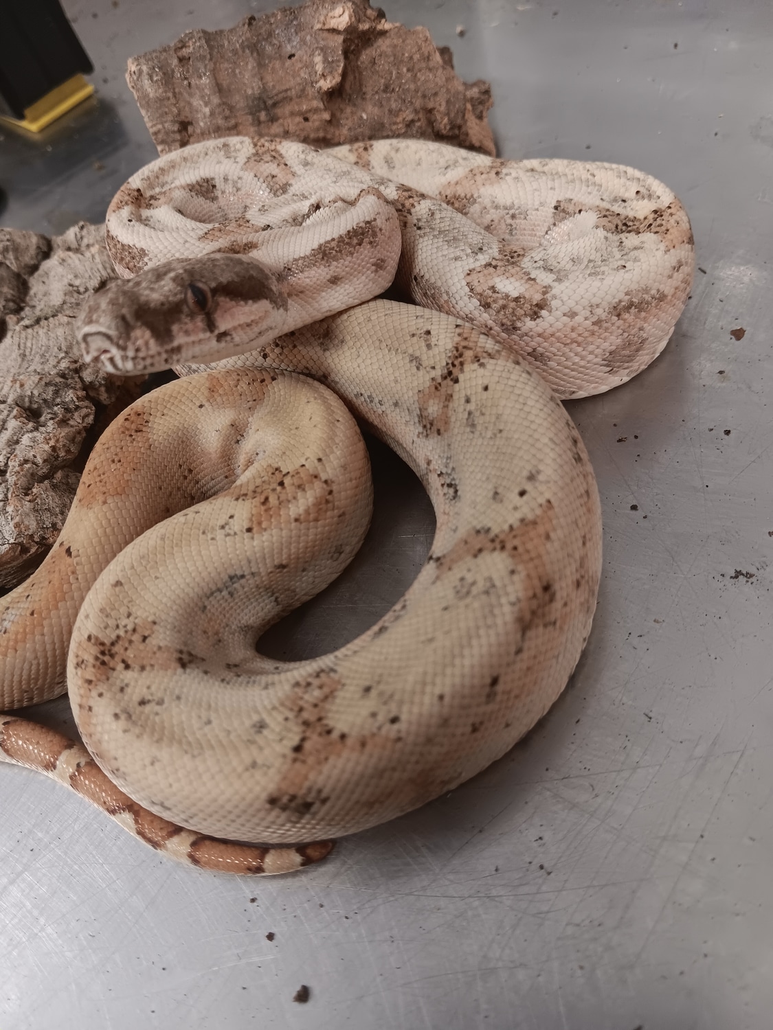 Sunset Boa Constrictor by Animabilia Inc - MorphMarket