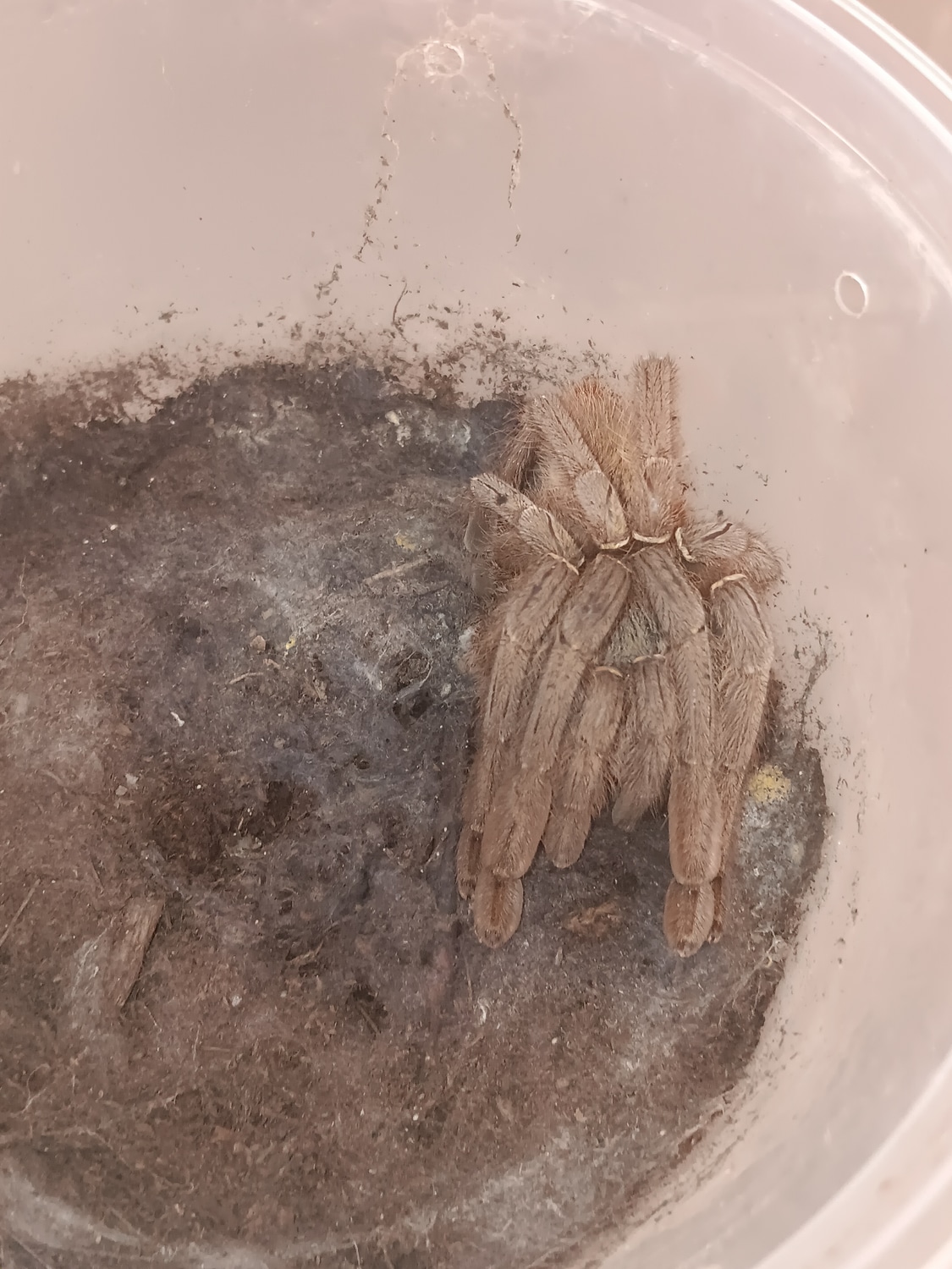 Emerald Skeleton Leg Tarantula by Animabilia Inc - MorphMarket