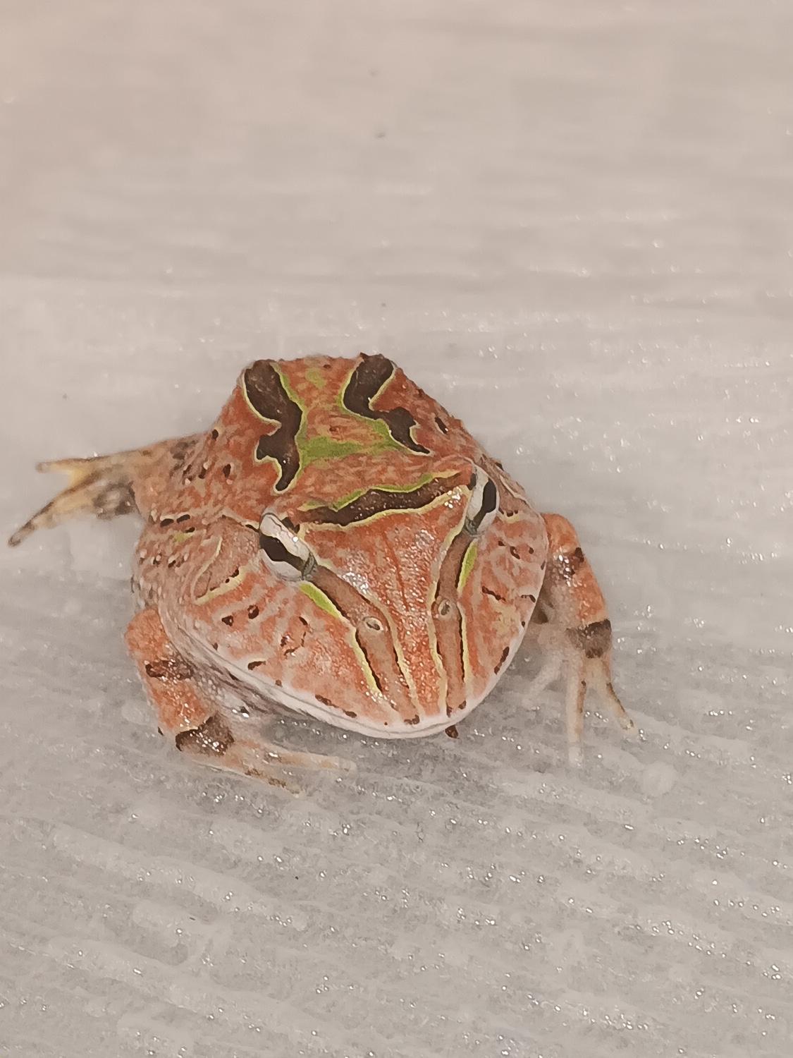 Red Fantasy Frog Horned Frog by Animabilia Inc - MorphMarket