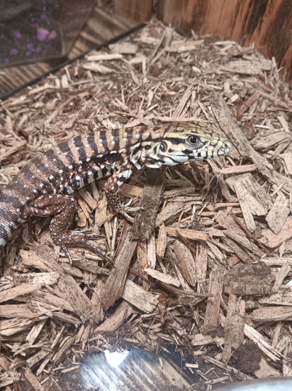 Purple Tegu Blue Red Hybrid Other Tegus by Animabilia-Inc