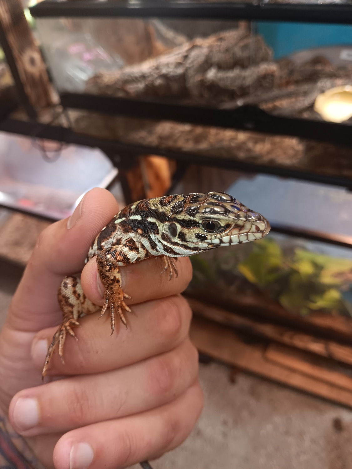 Red Tegu Tupinambis Tegu by Animabilia Inc - MorphMarket