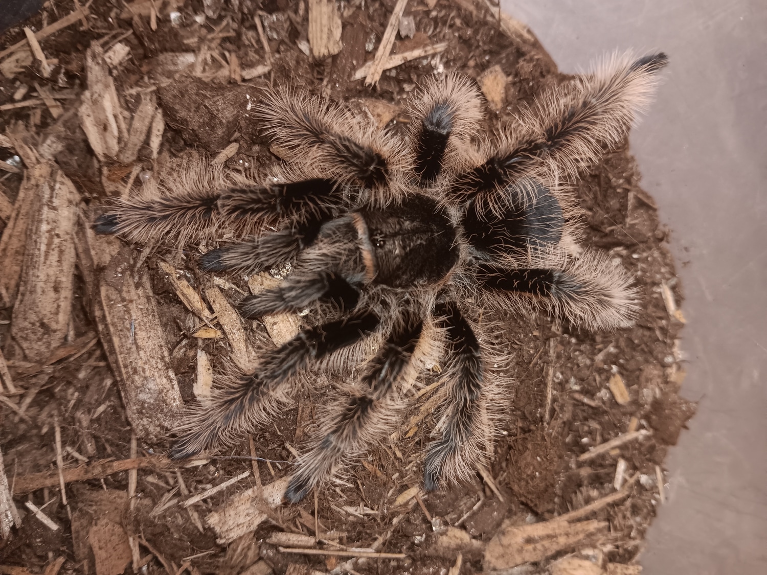 Curly Hair Tarantula by Animabilia Inc - MorphMarket