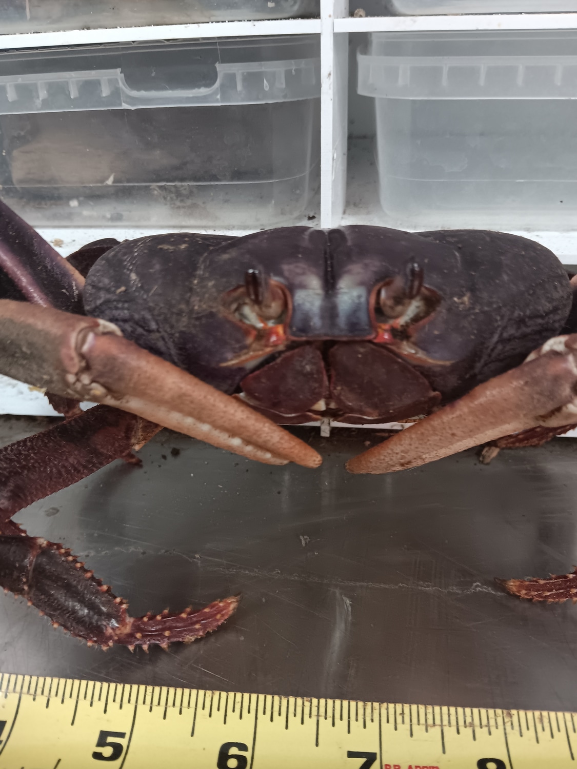 Zombie Crab Giant Land Crab Semi-Terrestrial by Animabilia Inc ...