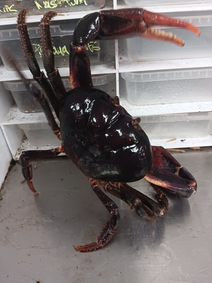 JUMBO Zombie Crab Semi-Terrestrial by Animabilia-Inc