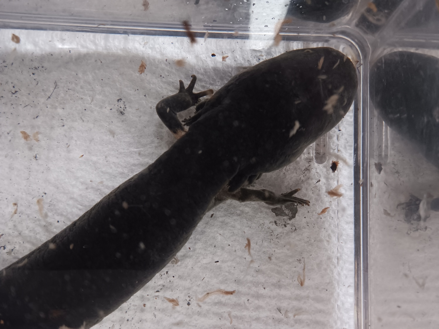 Greater Siren More Amphibian by Animabilia-Inc - MorphMarket