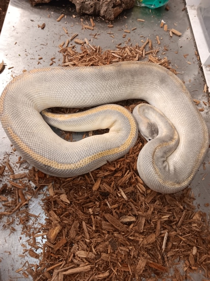 Mimosa Ball Python by Animabilia-Inc