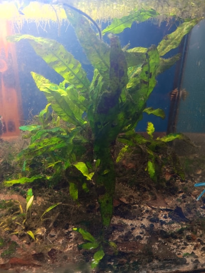 Java Fern Aquarium Plant by Animabilia-Inc