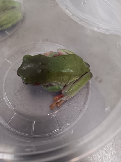 Dumpy Tree Frogs White's Tree Frog by Animabilia-Inc