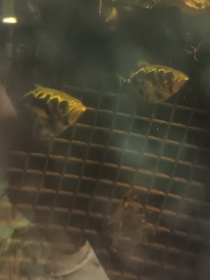 Blyth's Clouded Archerfish Other Freshwater Fish by Animabilia-Inc