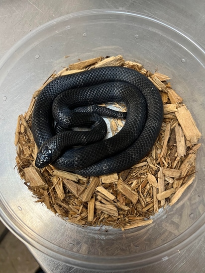 Black Banded Milksnake Black Milk Snake by Animabilia-Inc