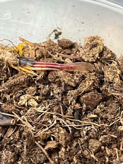 FlagTail Centipede by Animabilia-Inc