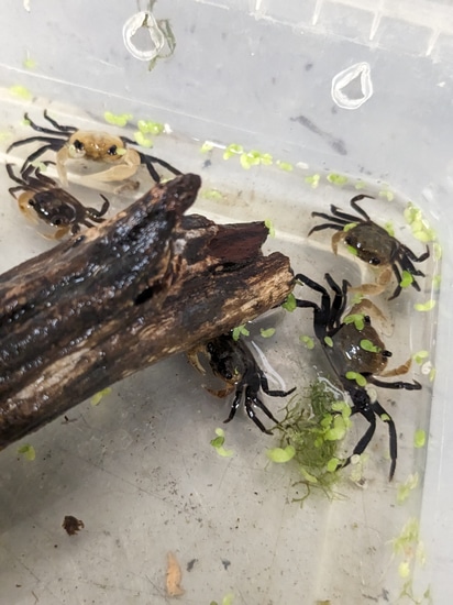 Panda Crabs Semi-Terrestrial by Animabilia-Inc