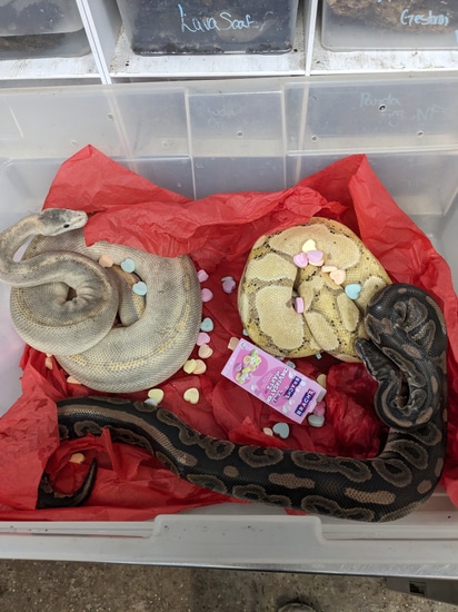 Valentine's Speed Dating Sale Ball Python by Animabilia-Inc