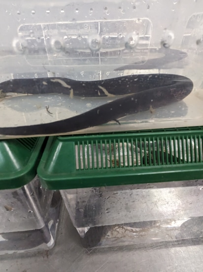 2 Toed Amphiumas More Amphibian by Animabilia-Inc