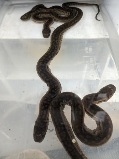 Elephant Trunk Snakes More Python by Animabilia-Inc