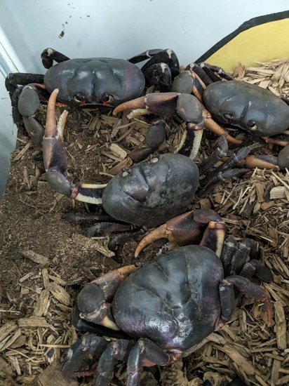 Zombie Crab Semi-Terrestrial by Animabilia-Inc