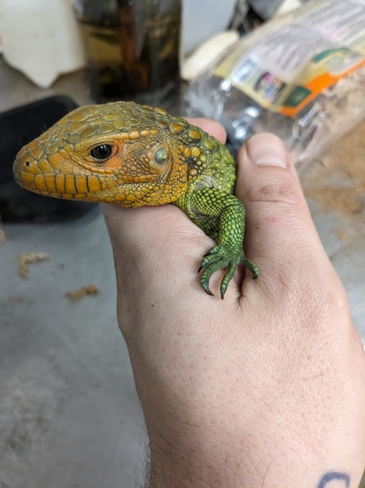 Caiman Lizard Other Monitor by Animabilia-Inc