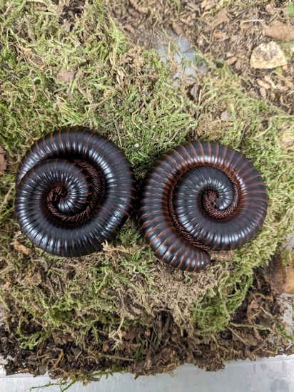 Giant African Millipede by Animabilia-Inc