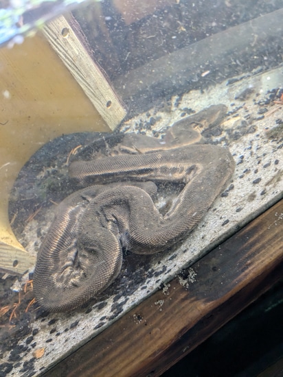 Elephant Trunk Snake More Python by Animabilia-Inc