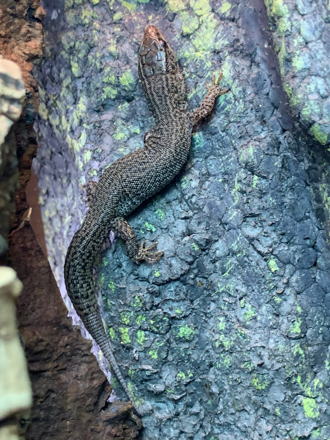 California Night Lizard- Xantusia Spp. More Lizard by Animal House Pets ...