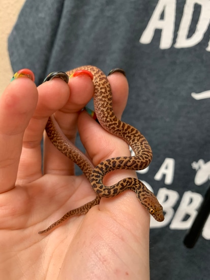 CBB Anthill Python Pygmy Python by Animal House Pets & Supplies