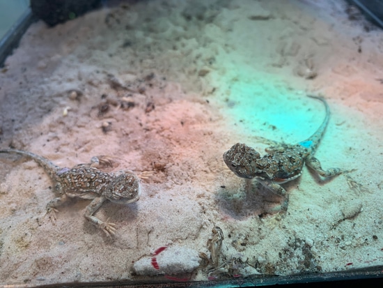 CB PAIR Spotted Toad-headed Agama- Phrynocephalus Guttatus More Lizard ...